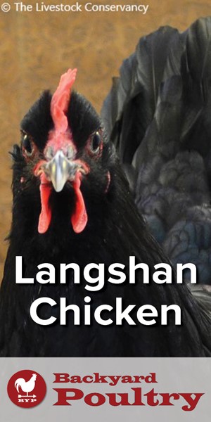 Langshan Chicken - Breed Profile - Backyard Poultry